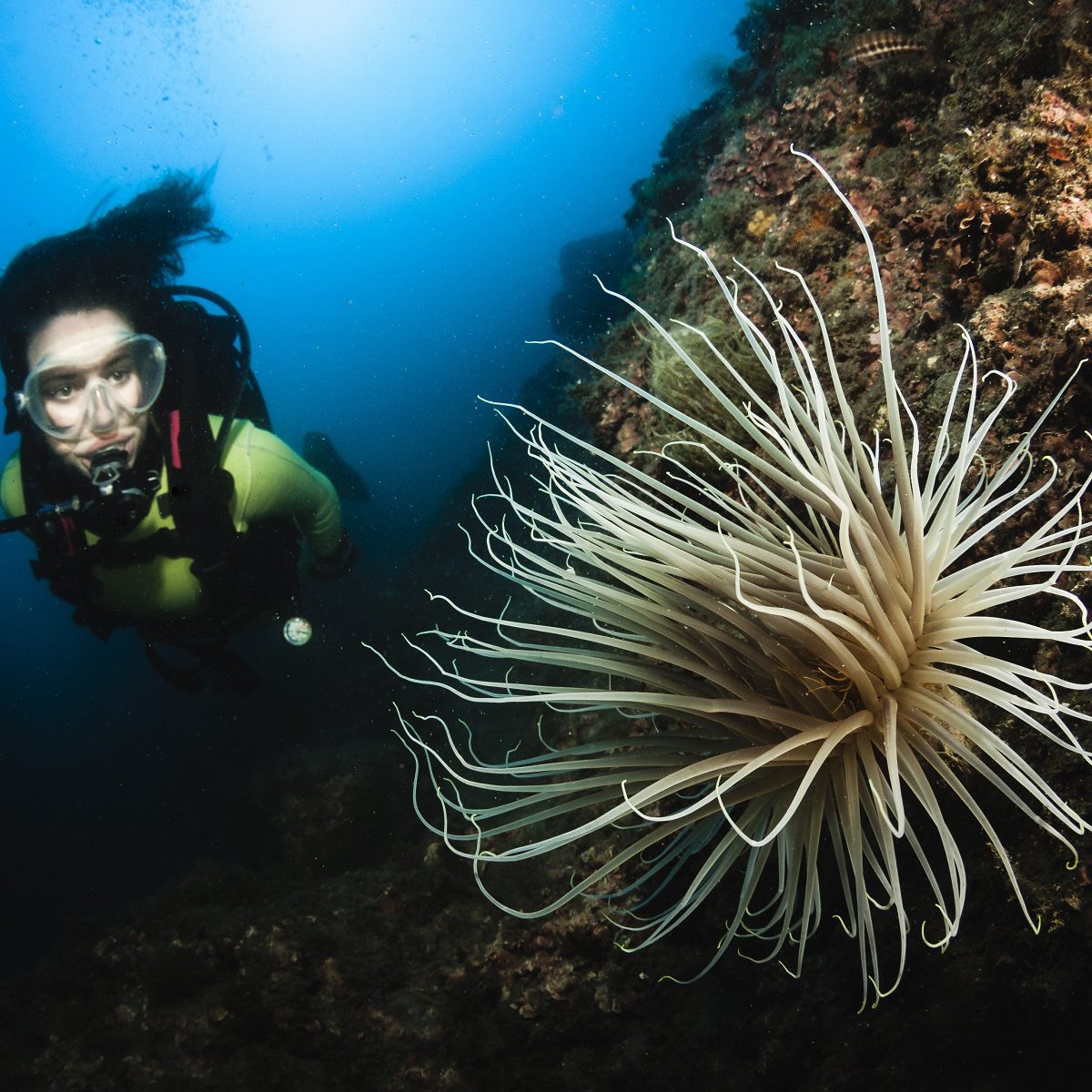 DIVING ACTIVITIES – Liamis Dive Centre